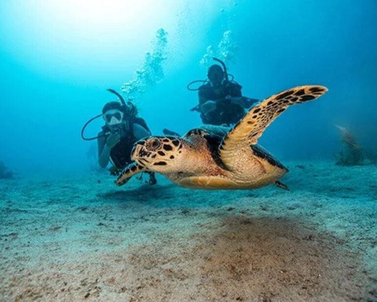 PADI Open Water Course | Complete Your Certification